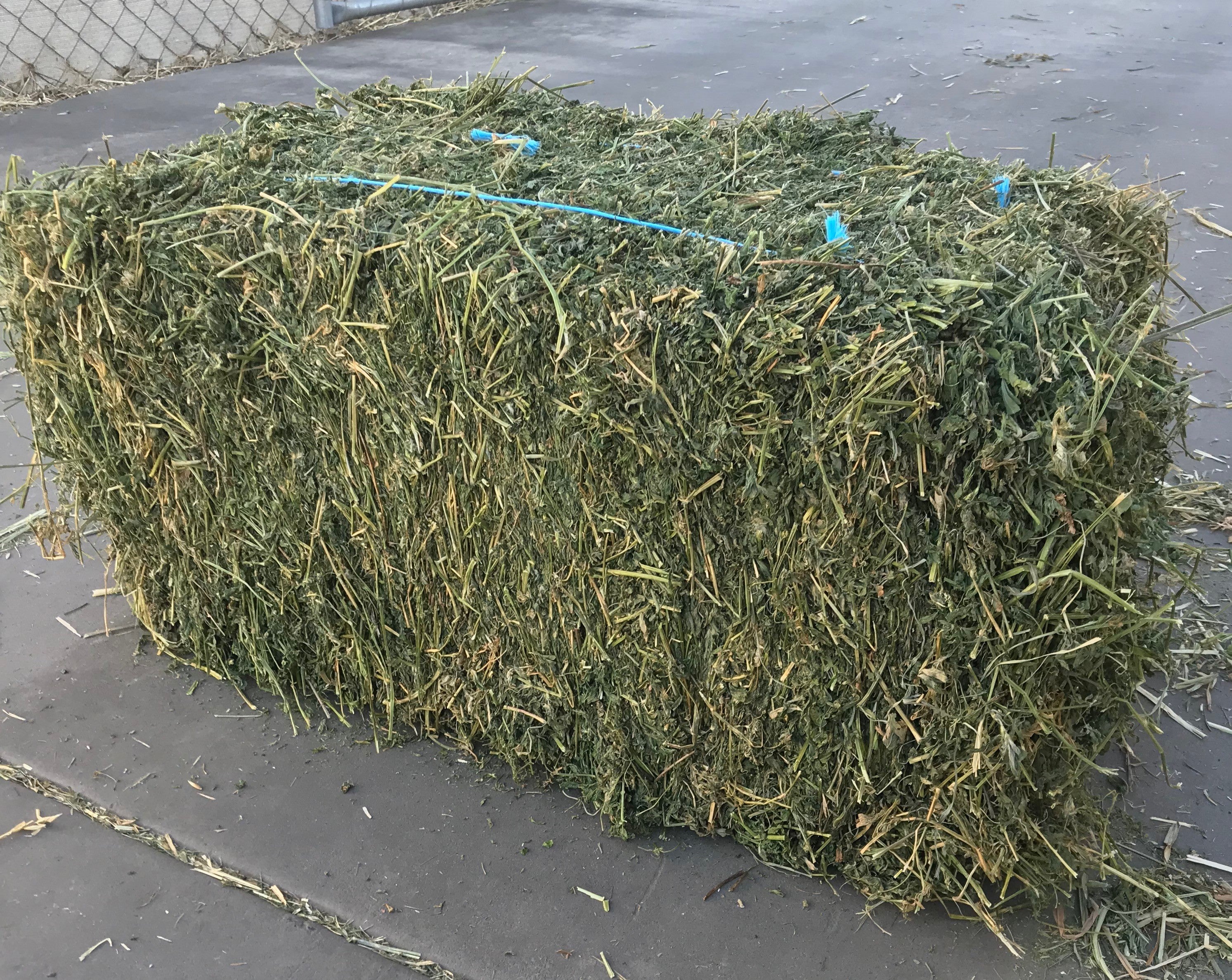 Small Square Hay Bales - Prime – Buckhams General Produce